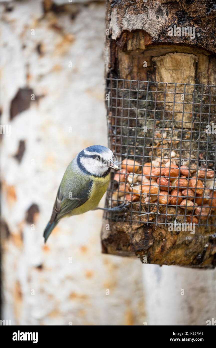 blue tit on rustic log bird feeder Stock Photo - Alamy