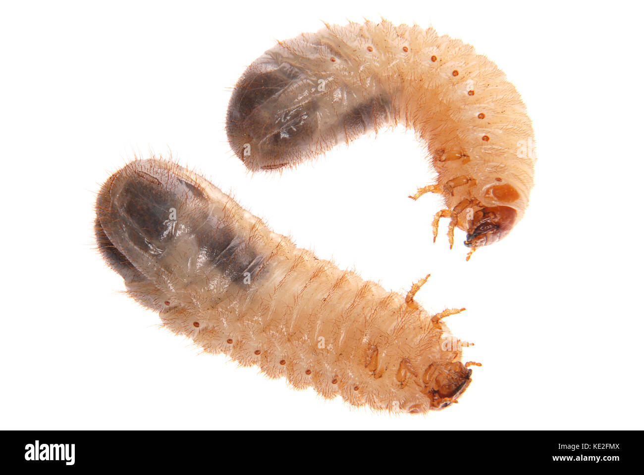 Larvas of cockchafer. May-bug larvas isolated on white Stock Photo - Alamy