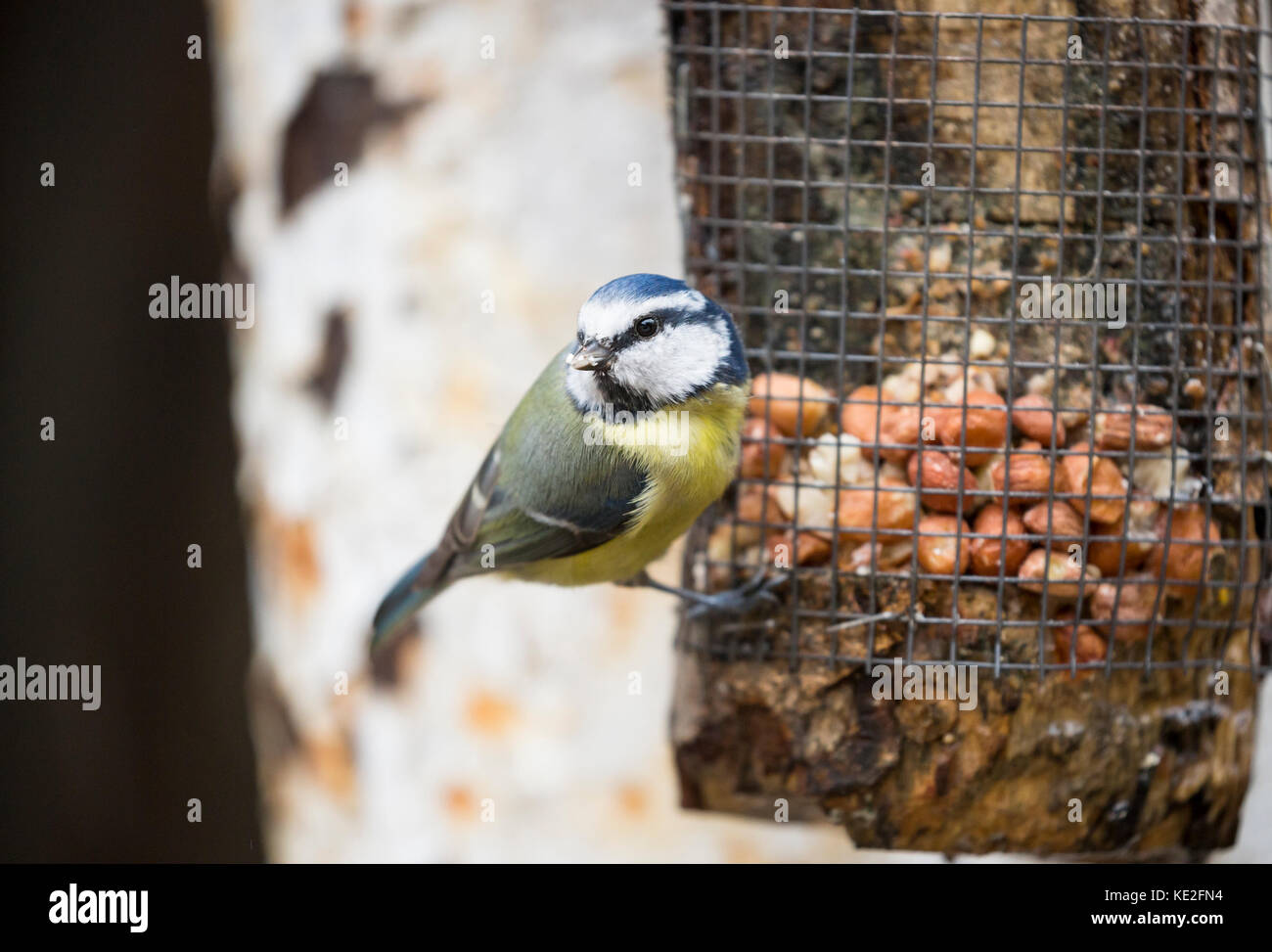 blue tit on rustic log bird feeder Stock Photo - Alamy