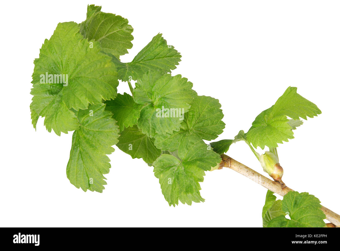 Currant seedling hi-res stock photography and images - Alamy