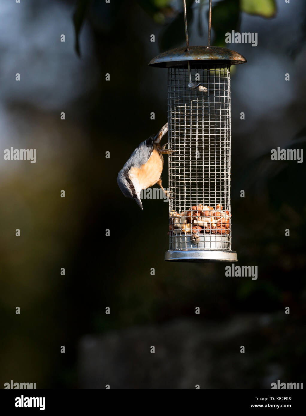 nuthatch in sunlight on mesh peanut bird feeder Stock Photo - Alamy