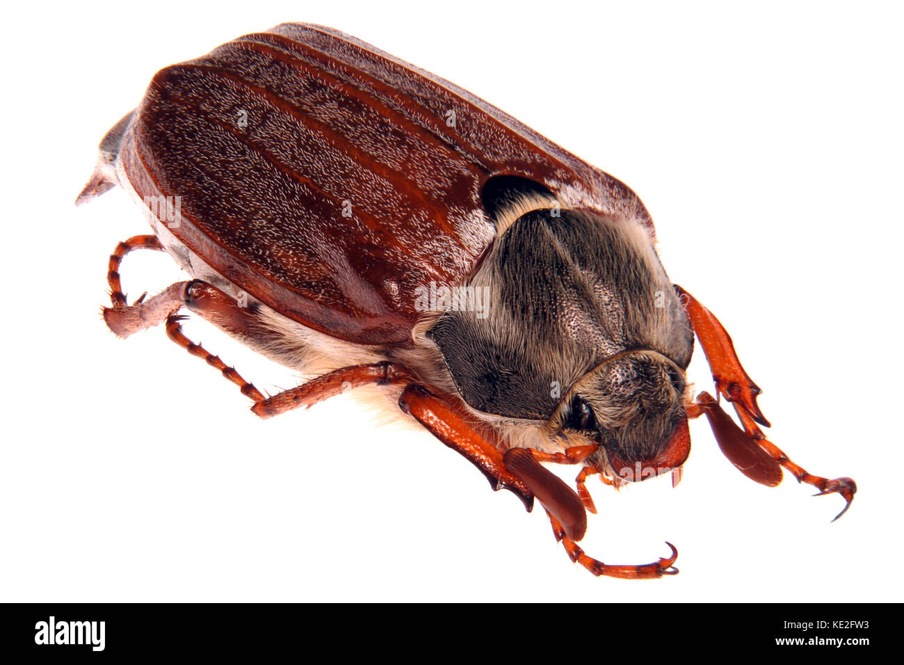 may bug macro isolated on white Stock Photo - Alamy