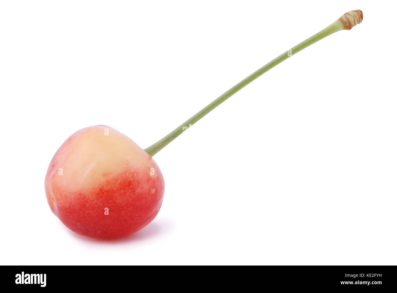 One red cherrie on white background. Clipping path inside Stock Photo ...