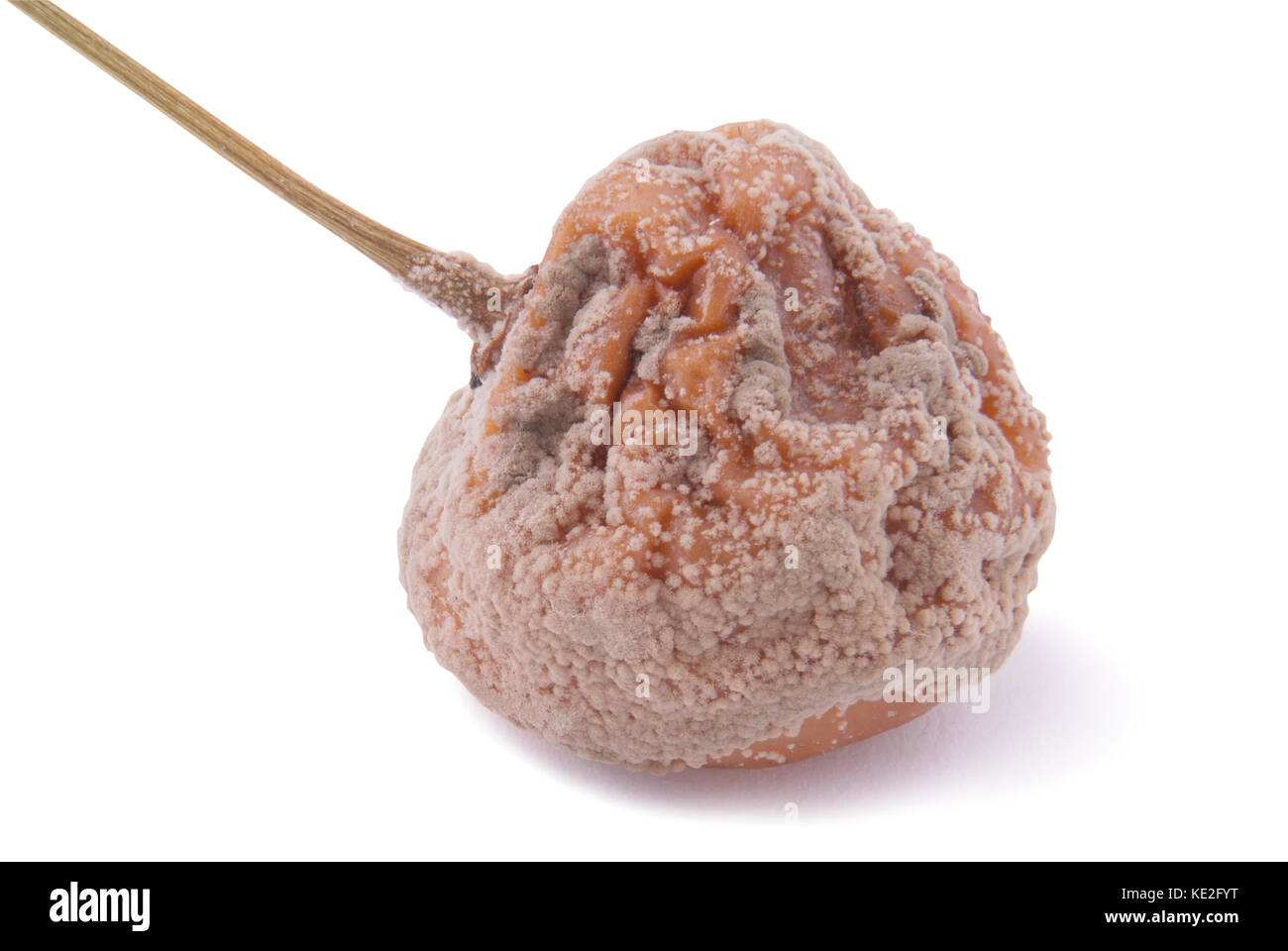 Moldy cherry isolated on a white. Clipping path inside Stock Photo - Alamy