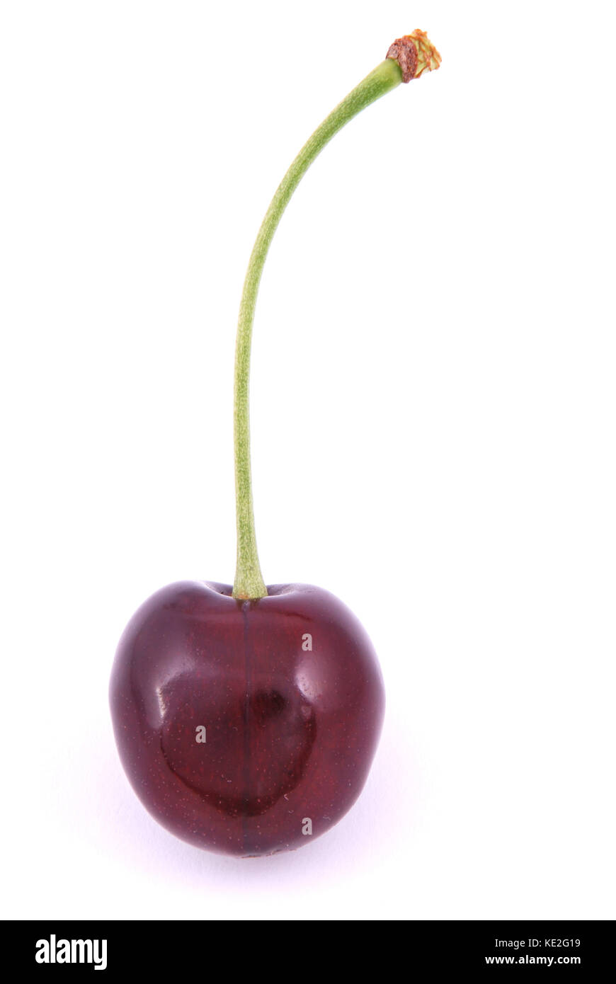 One red cherrie on white background. Clipping path inside Stock Photo ...
