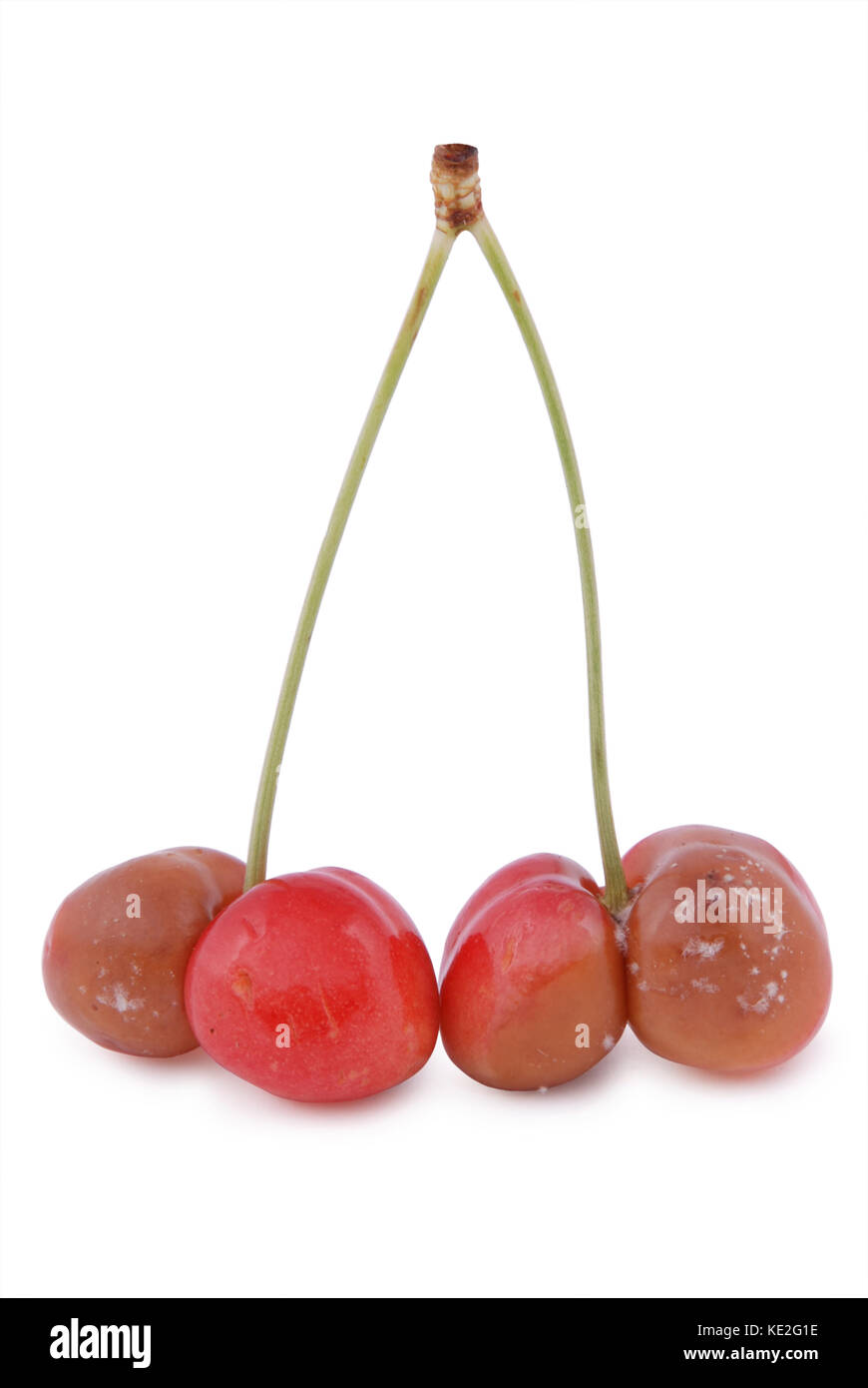 Moldy cherry isolated on a white background Stock Photo - Alamy