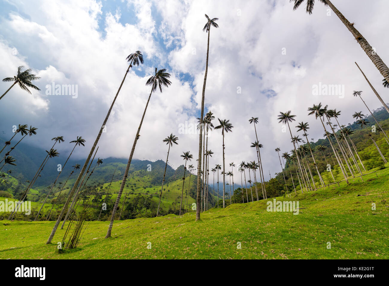 View of wax palm trees in Cocora Valley near Salento, Colombia Stock ...