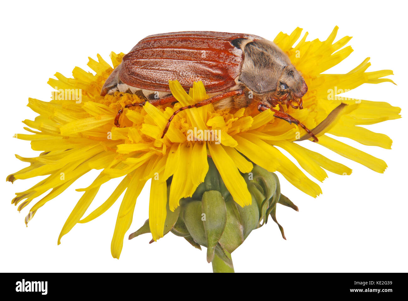 may bug on dandelion isolated on white Stock Photo - Alamy