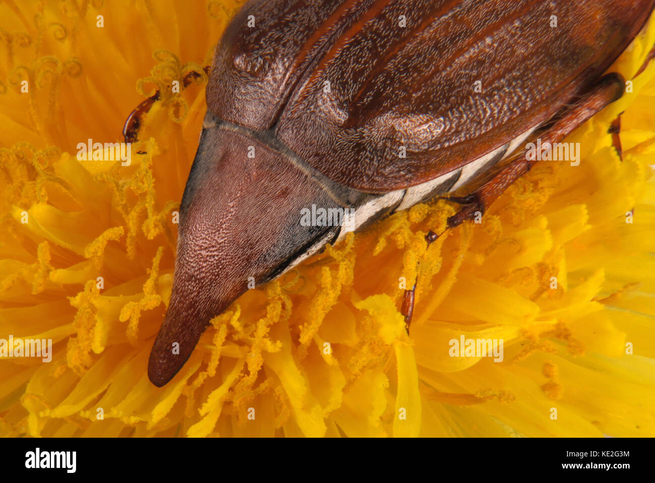 Insect ovipositor closeup hi-res stock photography and images - Alamy