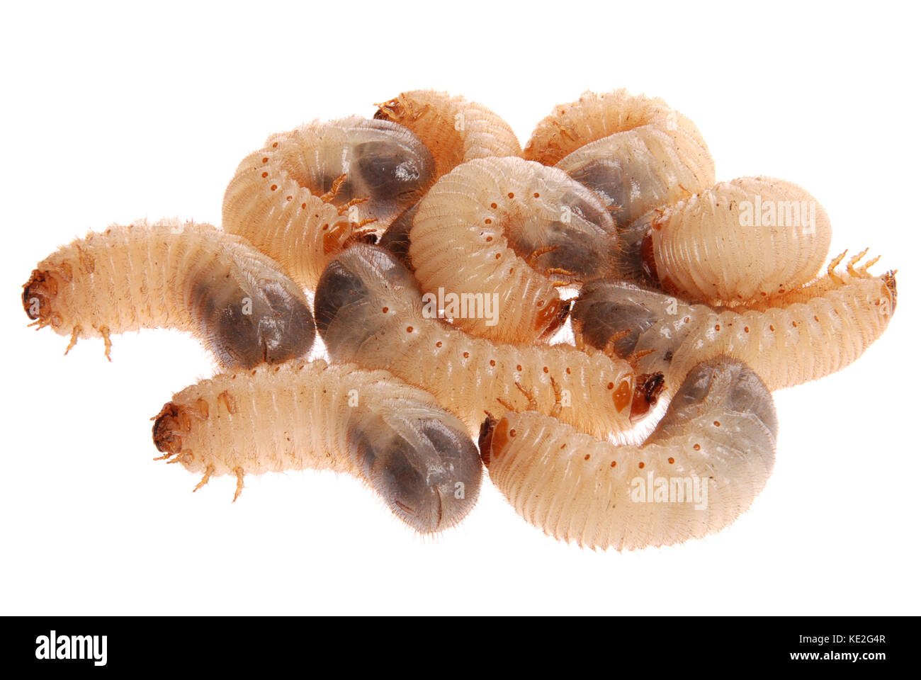 Larvas of cockchafer. May-bug larvas isolated on white Stock Photo - Alamy