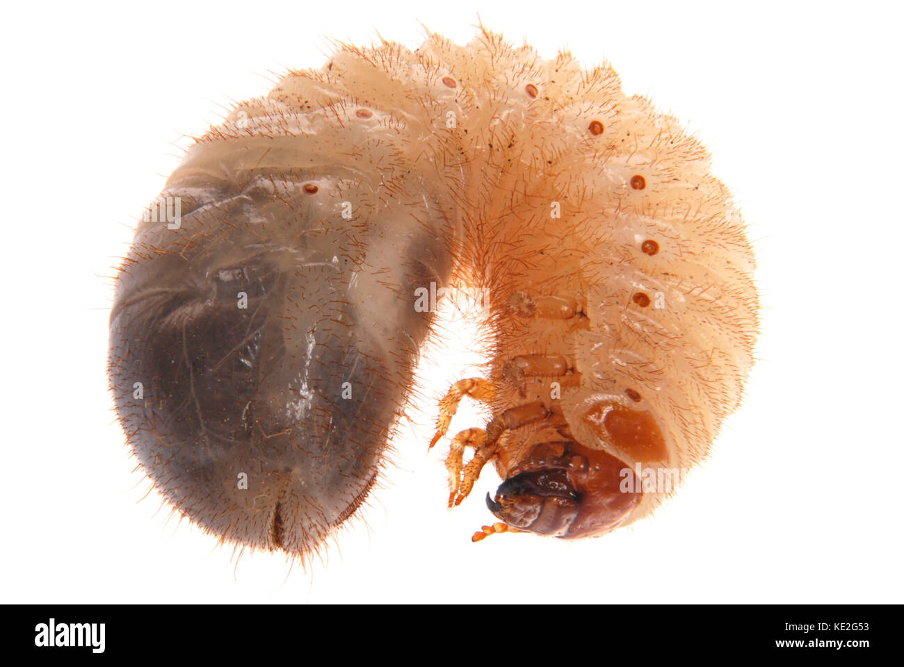Larva of cockchafer. May-bug larva isolated on white Stock Photo - Alamy