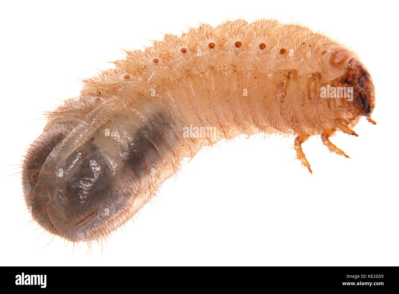 Larva of cockchafer. May-bug larva isolated on white Stock Photo - Alamy