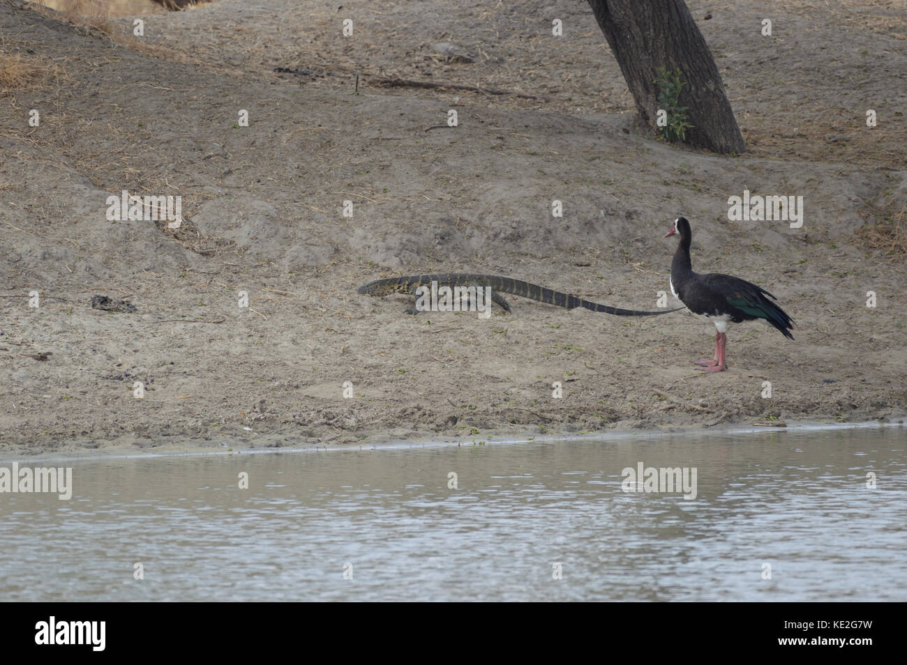 Monitor lizard on the move with Spur-winged Goose apprehensively ...