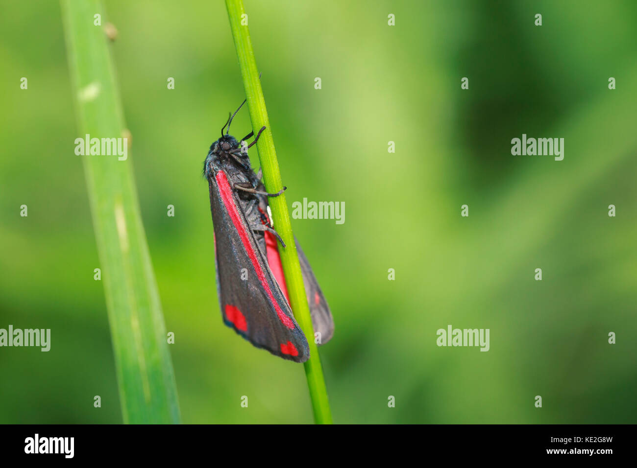 Cinnabar moth (Tyria jacobaeae) resting in a meadow drying his wings ...