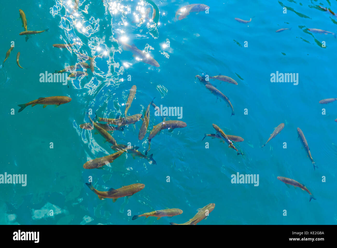 Fish swimming in the clear blue waters of Plitvice lakes, Croatia Stock ...