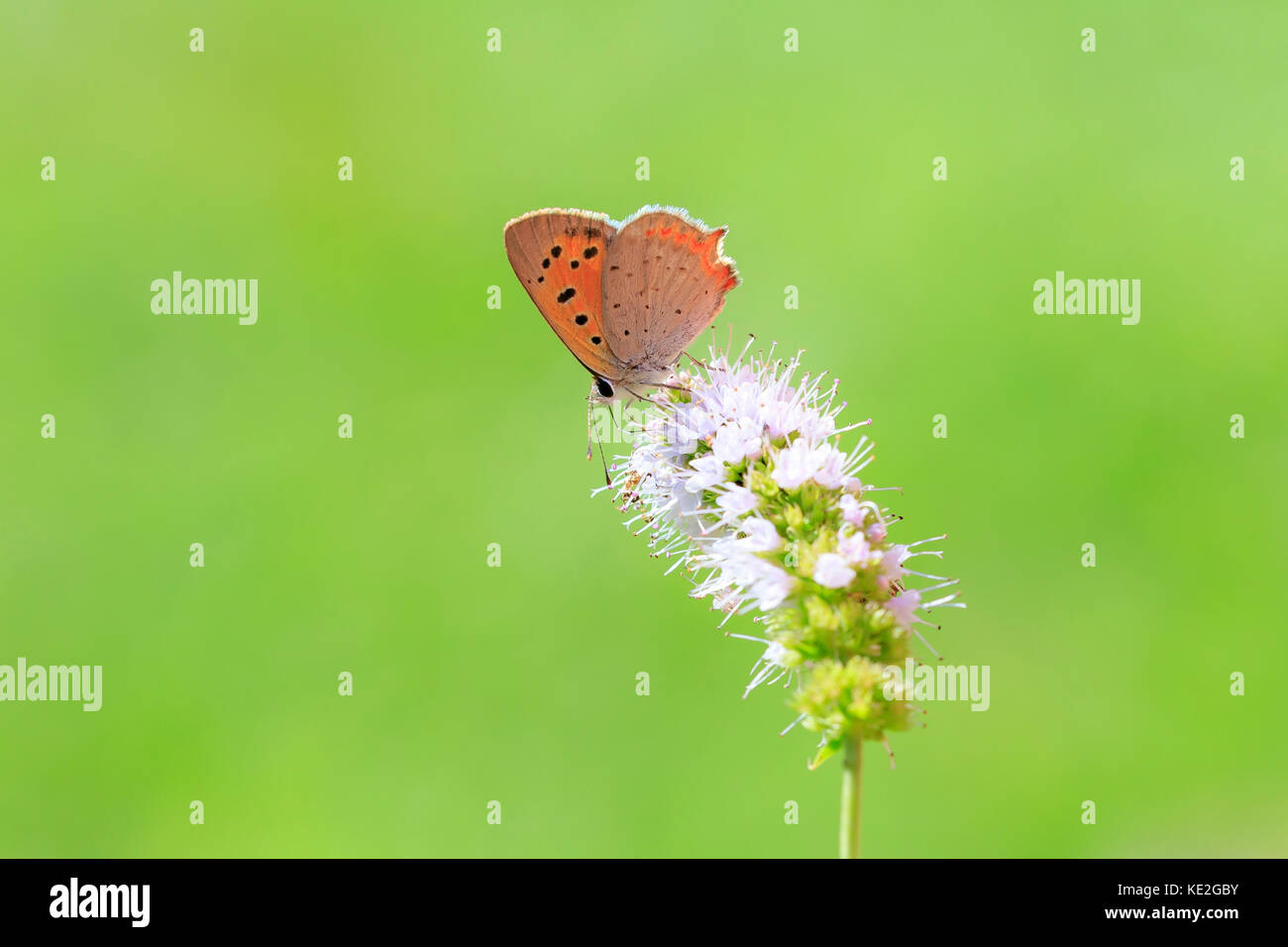 Closeup of a small or common Copper butterfly, lycaena phlaeas, feeding ...