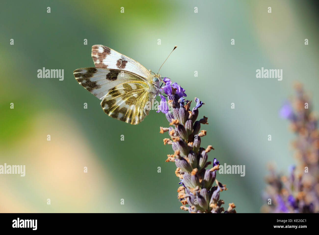 Closeup of a Eastern Bath white, Pontia edusa, butterfly resting and ...