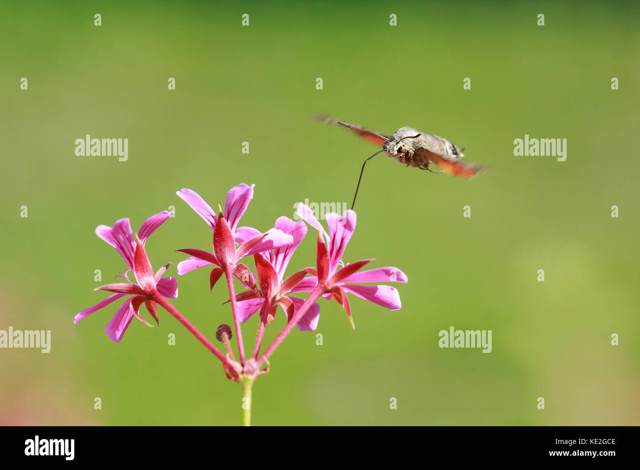 Side view of a hummingbird hawk-moth (Macroglossum stellatarum) feeding ...
