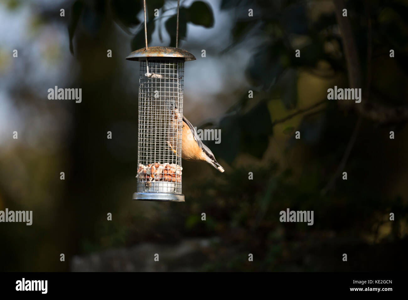 nuthatch in sunlight on mesh peanut bird feeder food in bill Stock ...