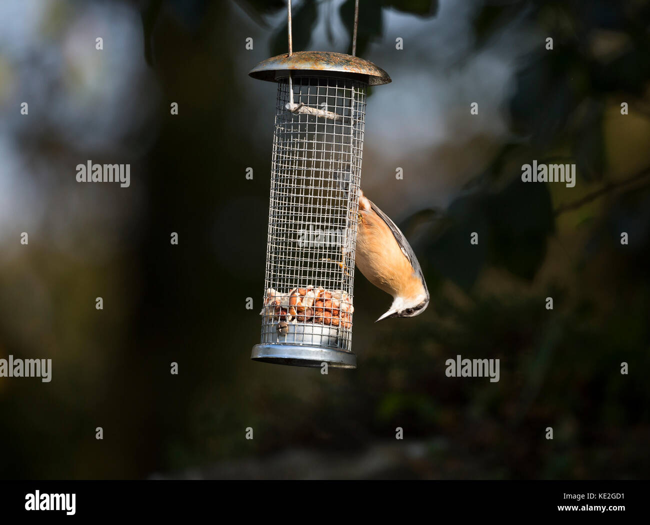 nuthatch in sunlight on mesh peanut bird feeder Stock Photo - Alamy