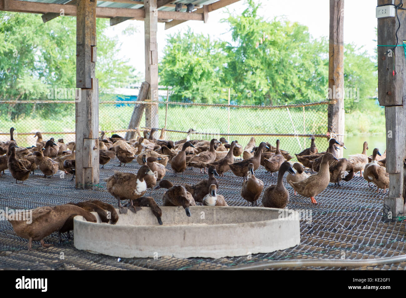 Duck eating food in farm, traditional farming in Thailand Stock Photo ...