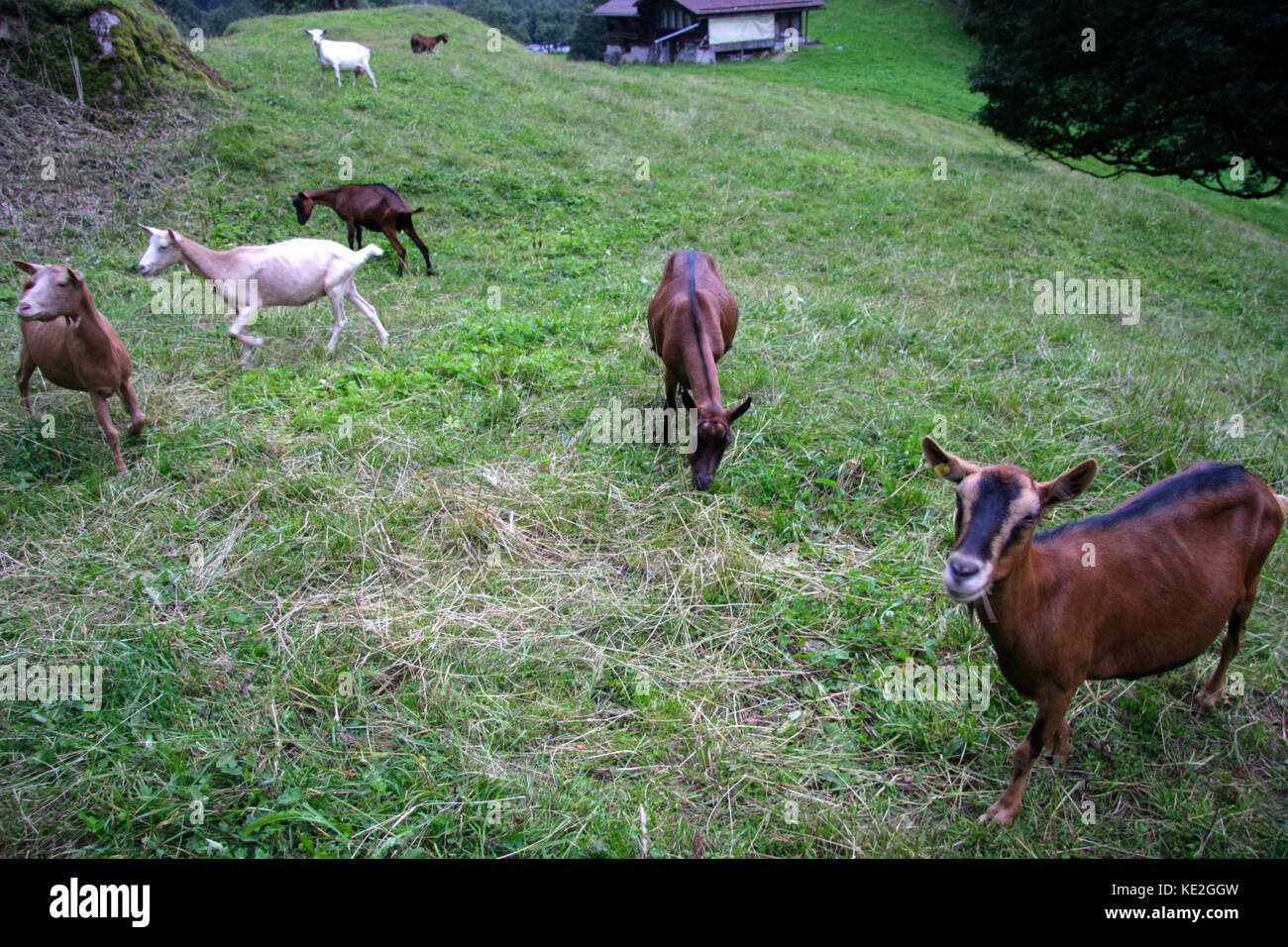 Ziegen hi-res stock photography and images - Alamy