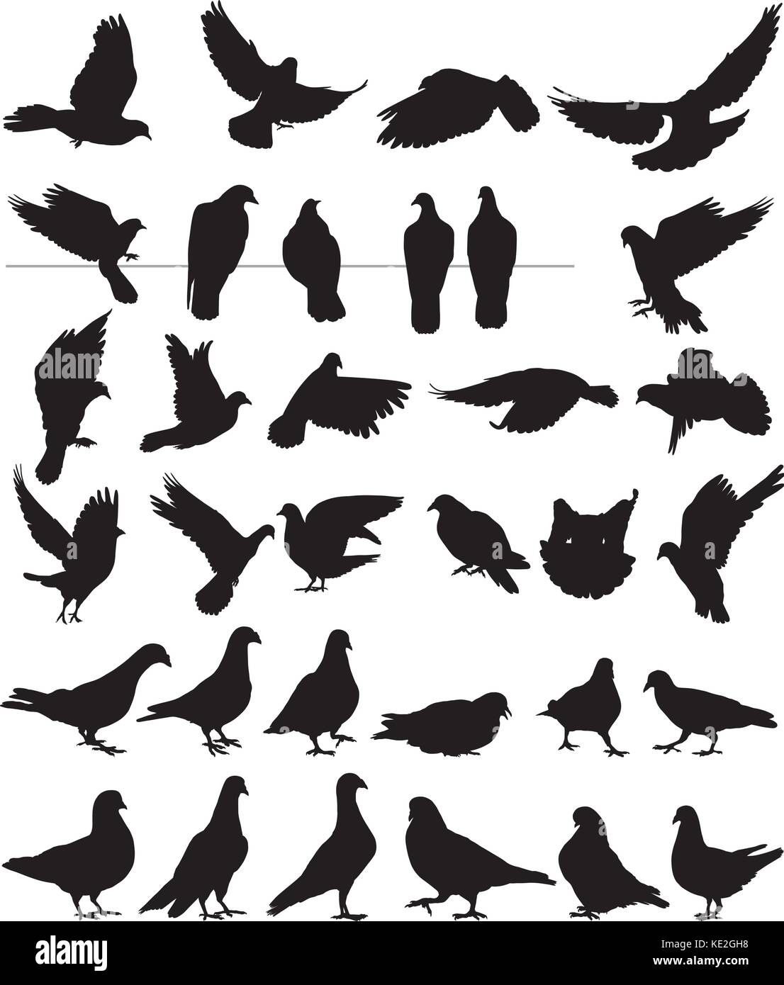 Doves vector silhouettes bird Stock Vector Image & Art - Alamy