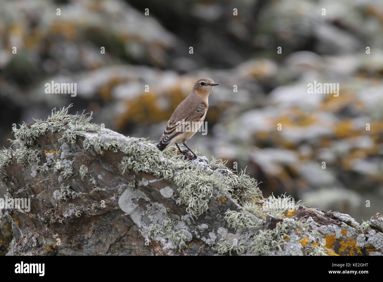 Side View Wheatear High Resolution Stock Photography and Images - Alamy