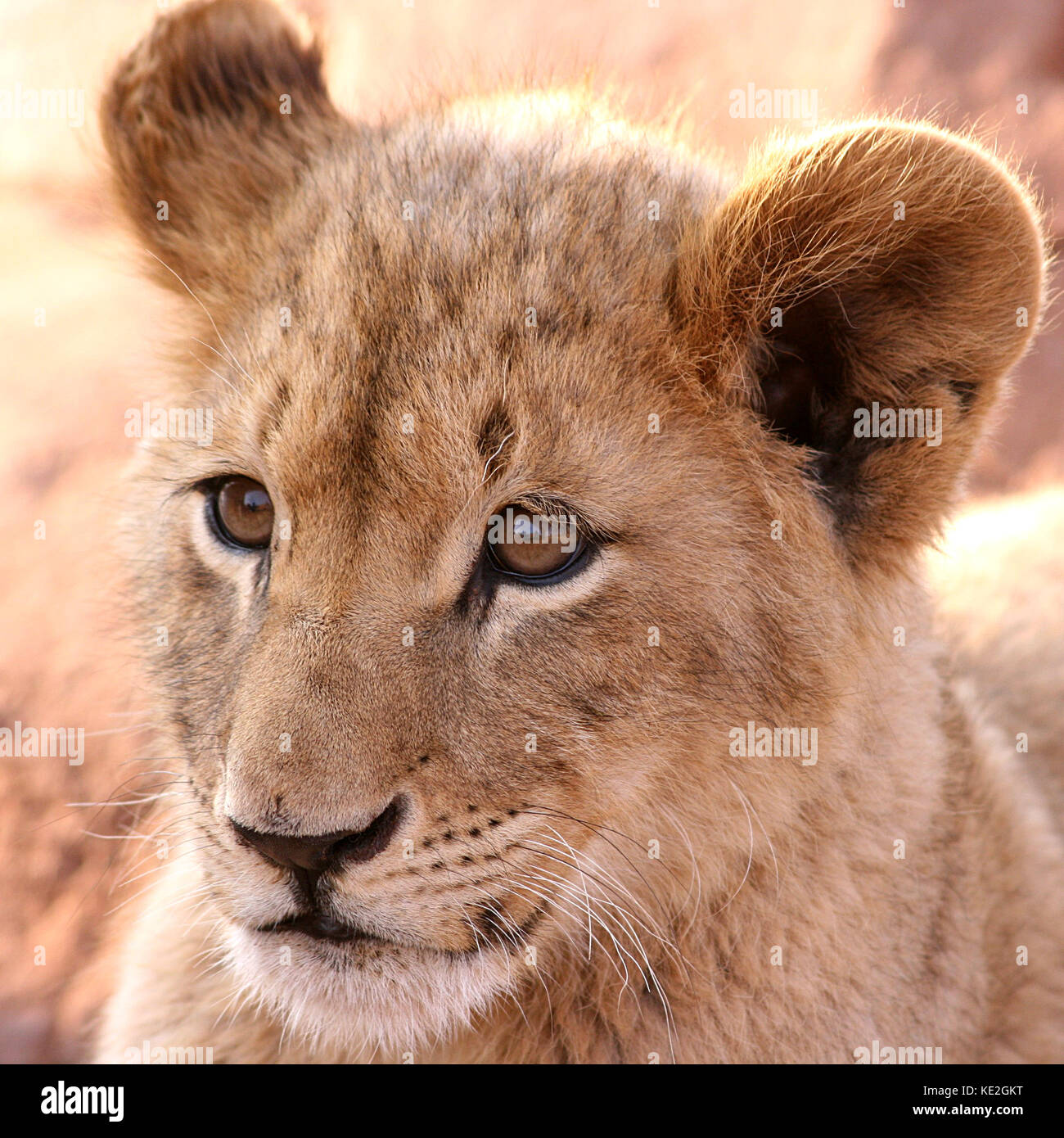 Lion cub face on a game reserve near Johannesburg, South Africa Stock ...