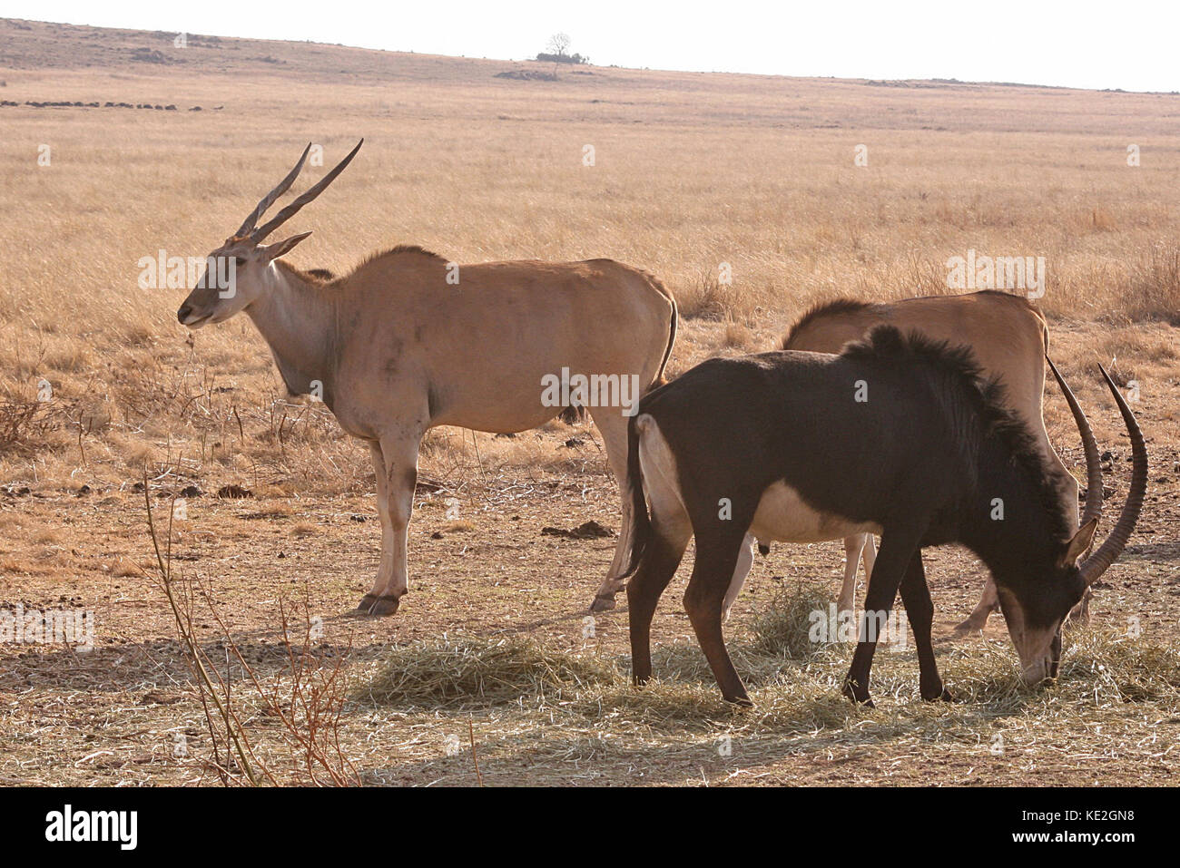 Eland Antelope with a Sable Antelope on a game reserve near ...