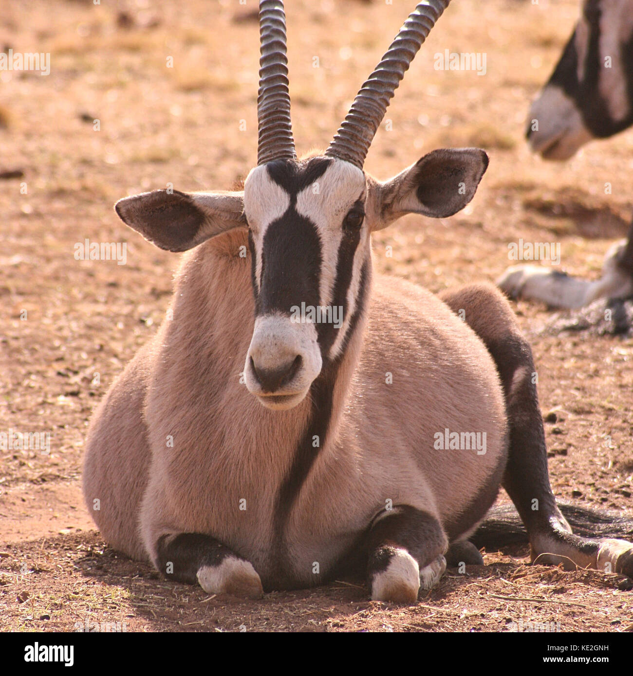 Johannesburg south africa adventure hi-res stock photography and images ...
