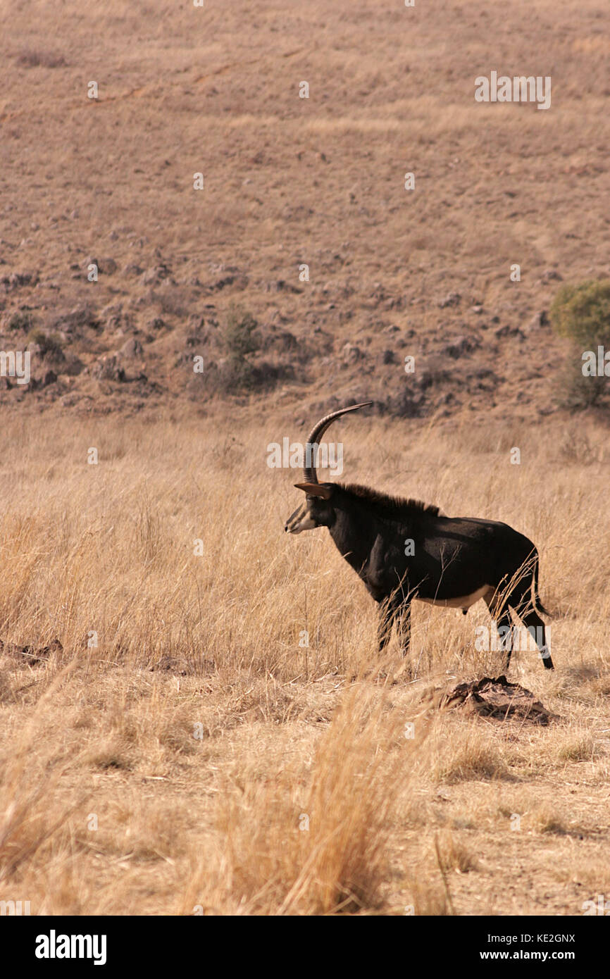 Sable Antelope on a game reserve near Johannesburg, South Africa Stock ...