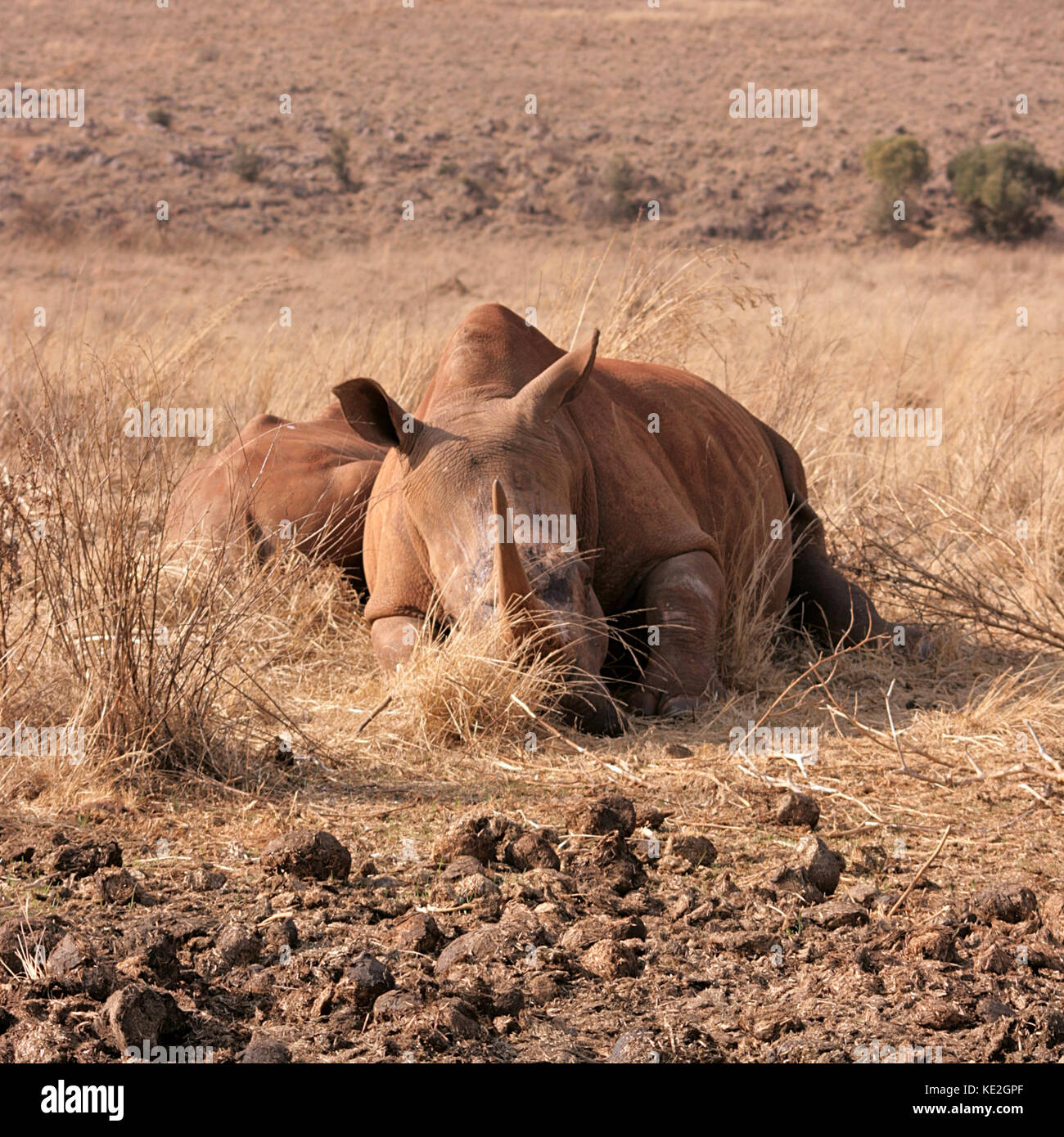Rhinoceros laying down hi-res stock photography and images - Alamy