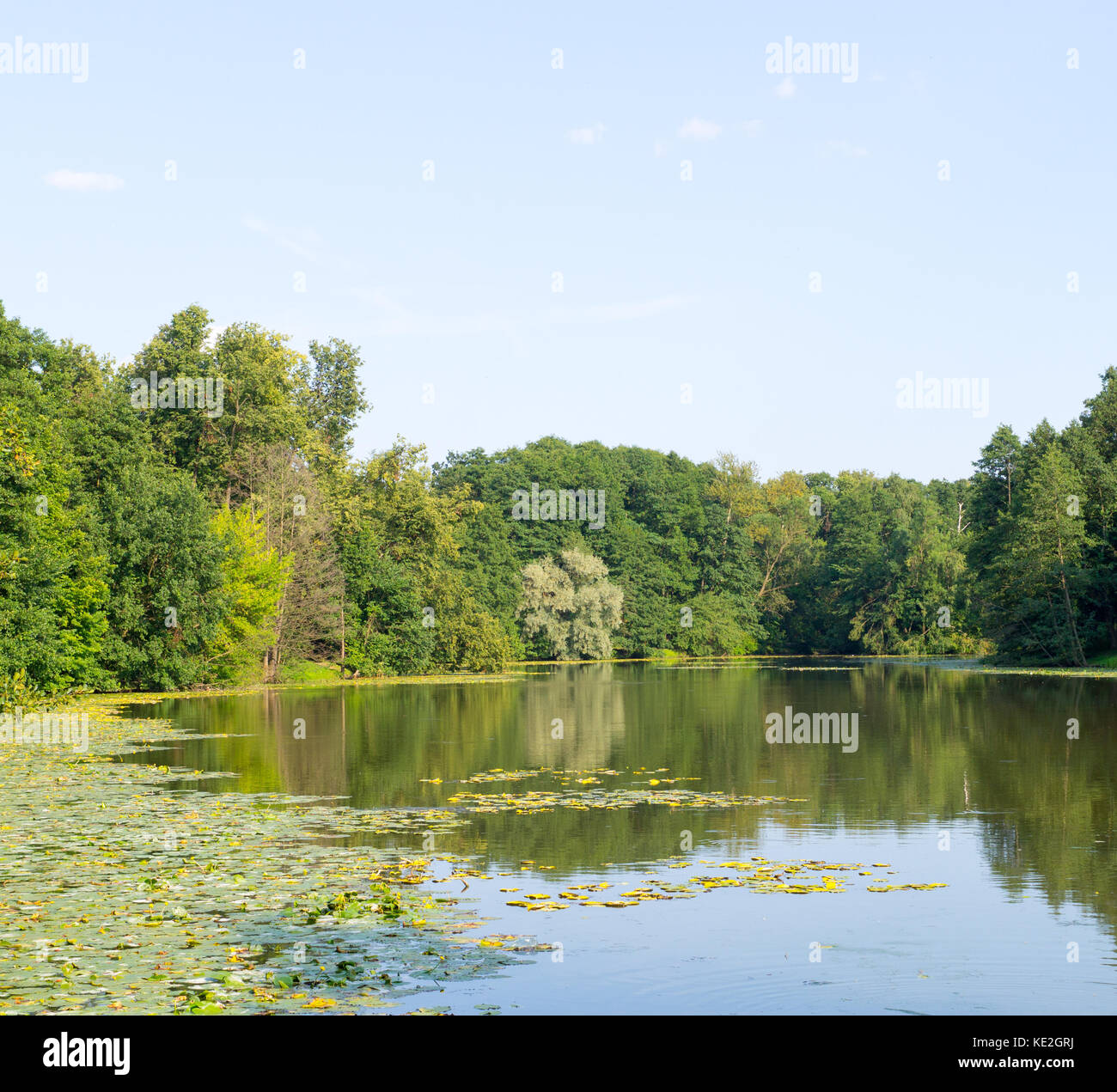 pond in the forest at summer. background, nature Stock Photo - Alamy