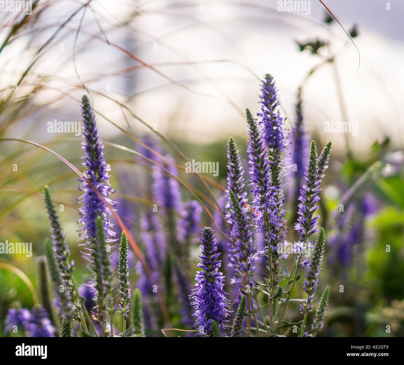 violet garden flower at summer. background, nature Stock Photo - Alamy