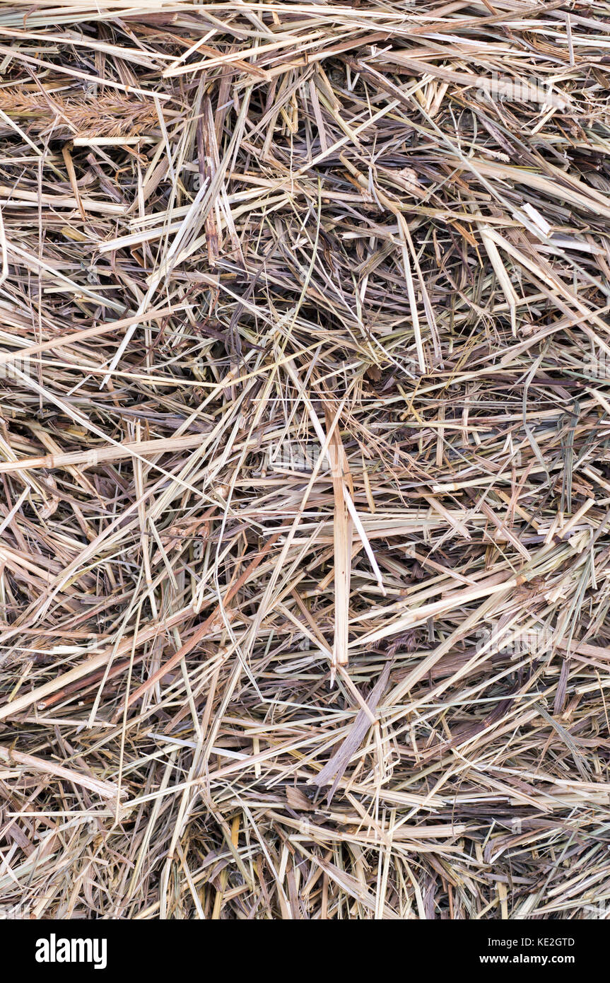 dry beige hay or straw texture, background Stock Photo - Alamy