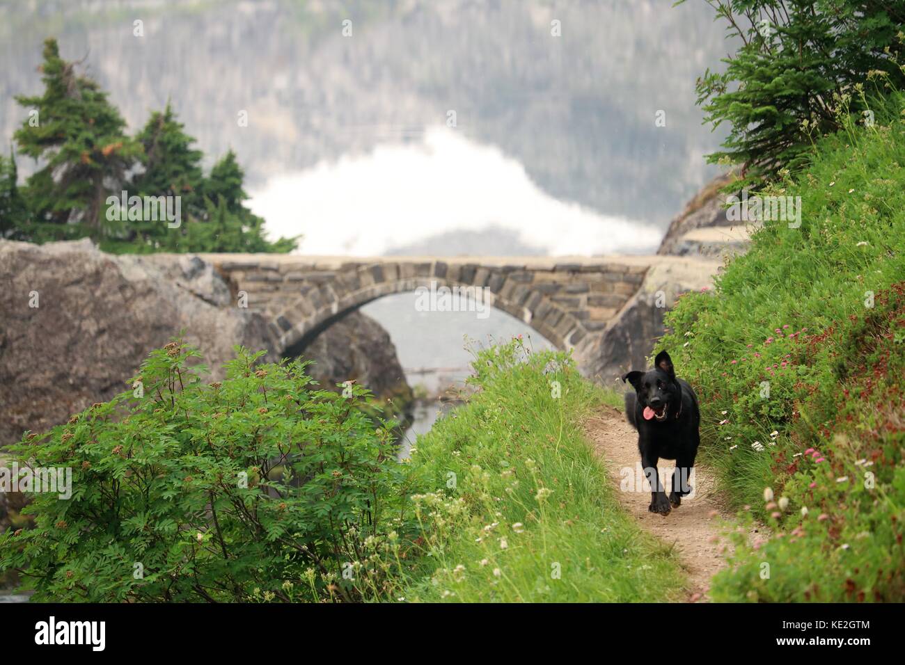 Running Black Lab Stock Photo - Alamy Running Black Lab Stock Photo - Alamy