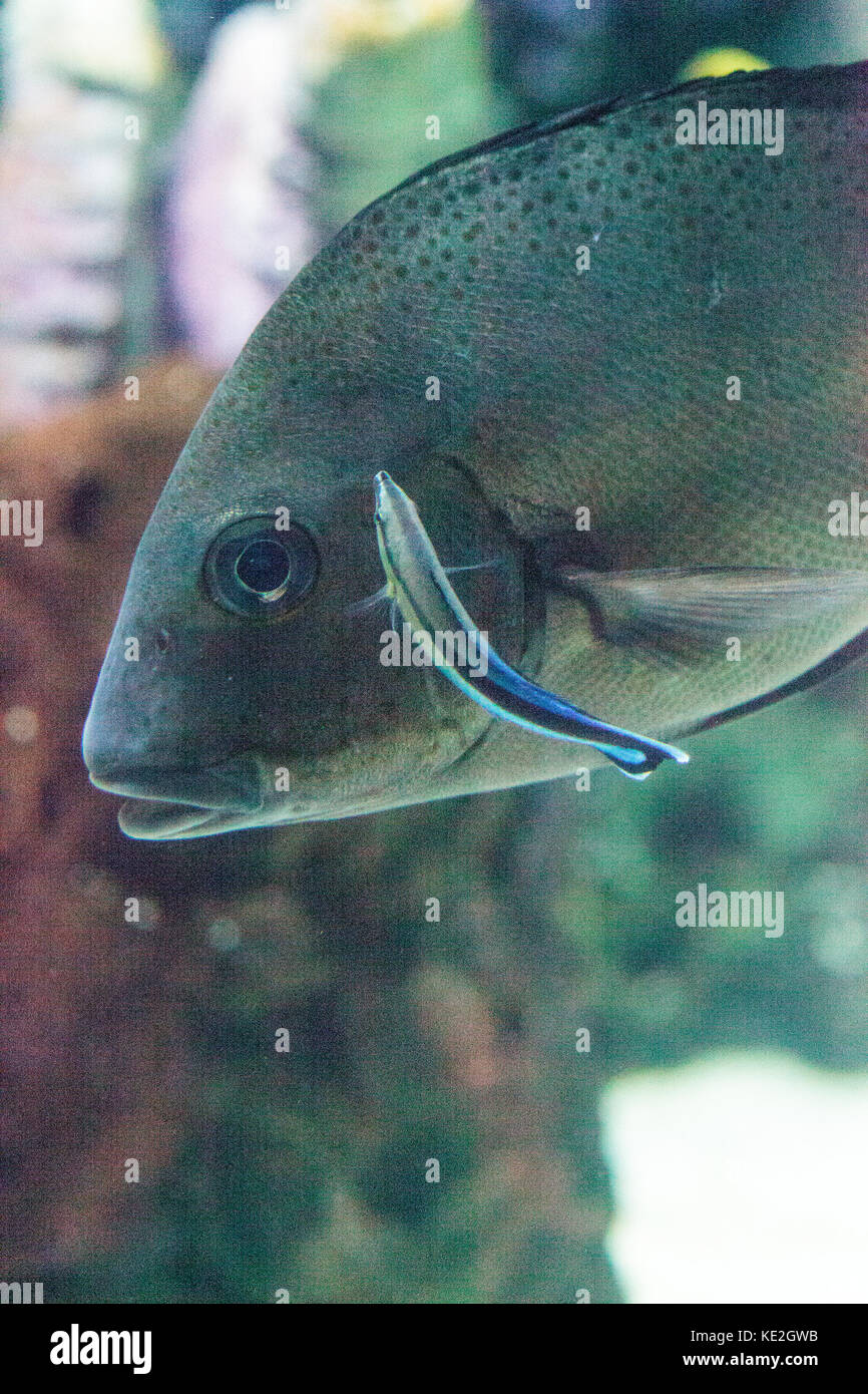 Bluestreak cleaner wrasse Labroides dimidiatus does its job and attends ...