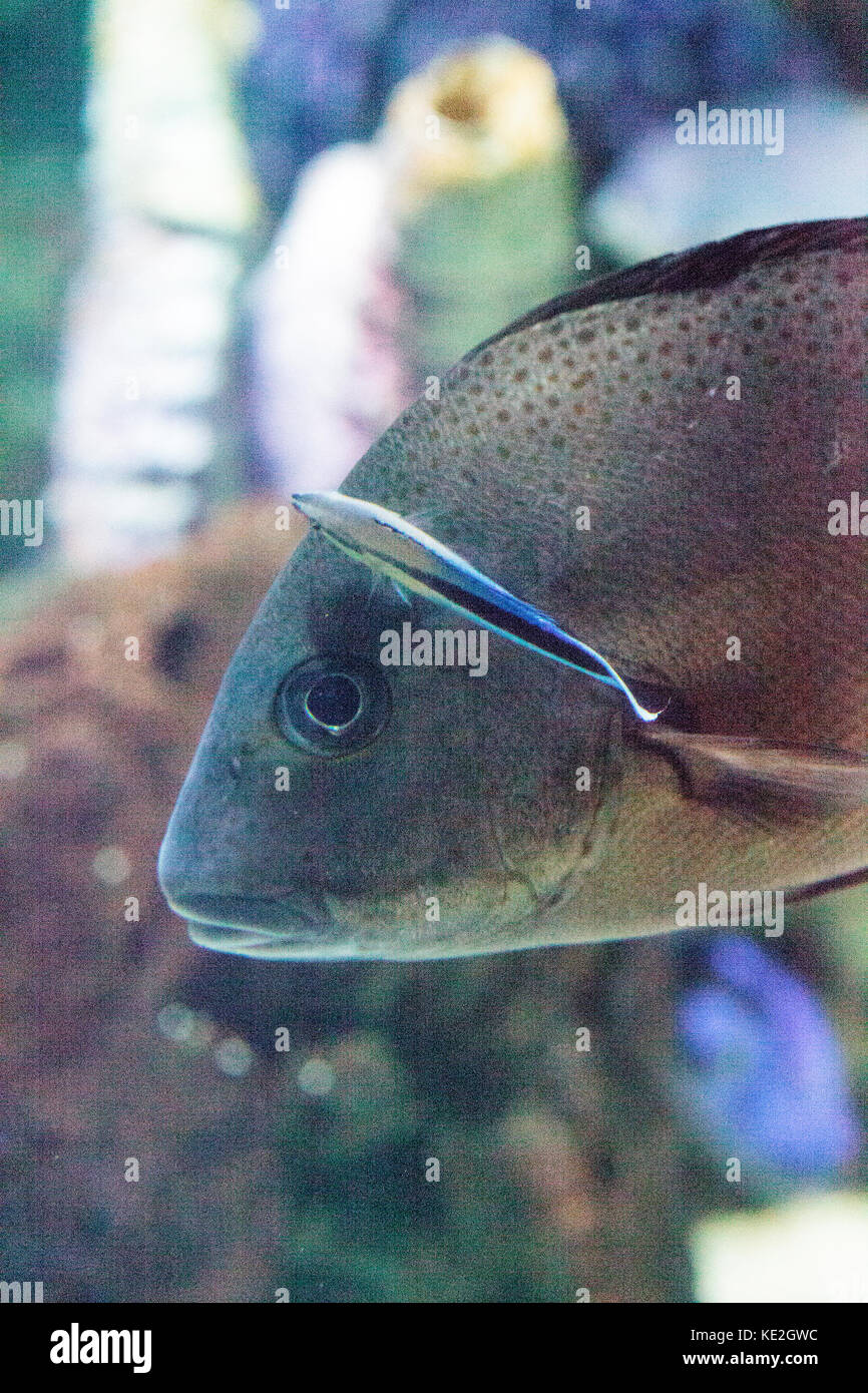 Bluestreak cleaner wrasse Labroides dimidiatus does its job and attends ...