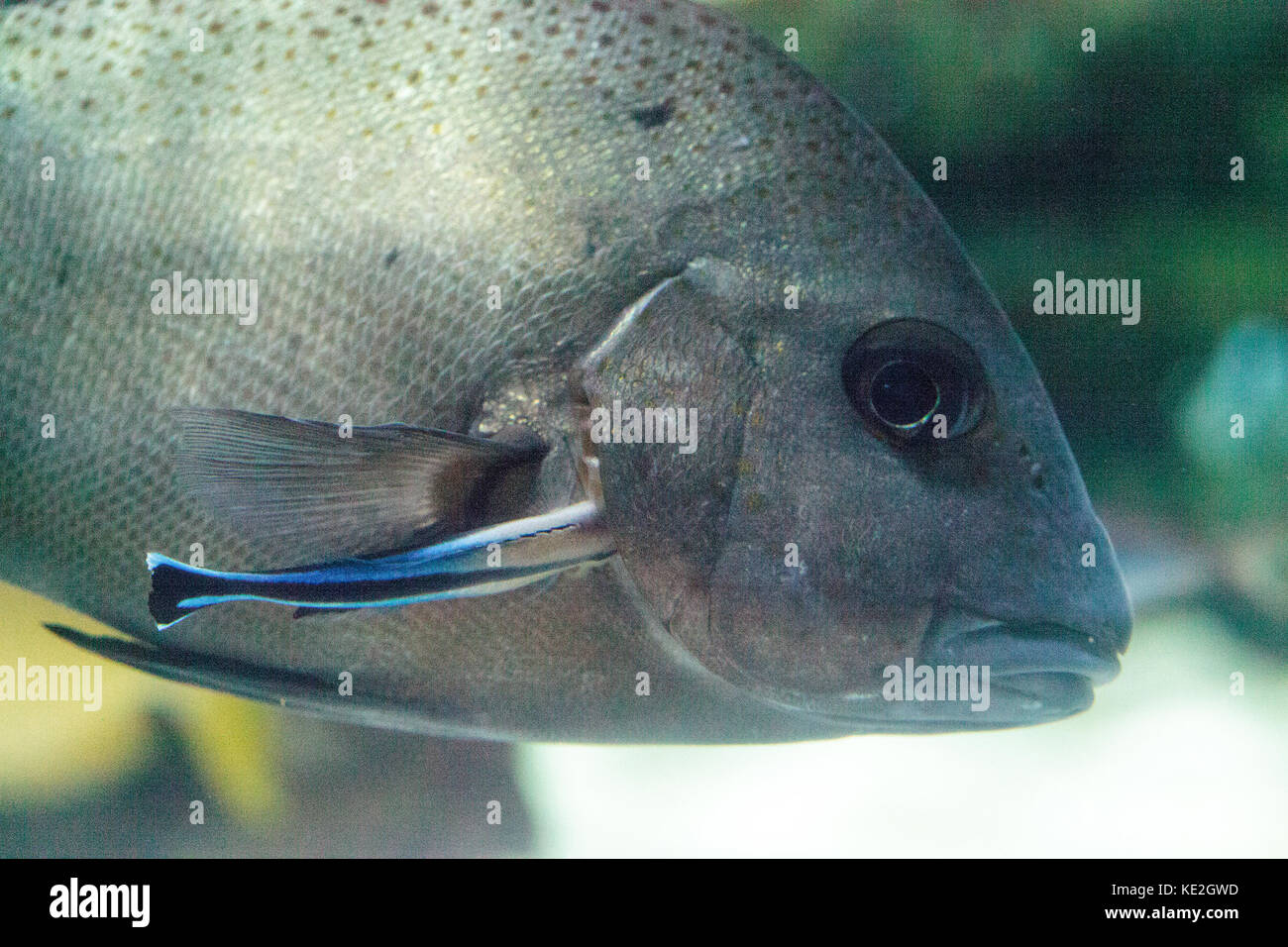 Bluestreak cleaner wrasse Labroides dimidiatus does its job and attends ...