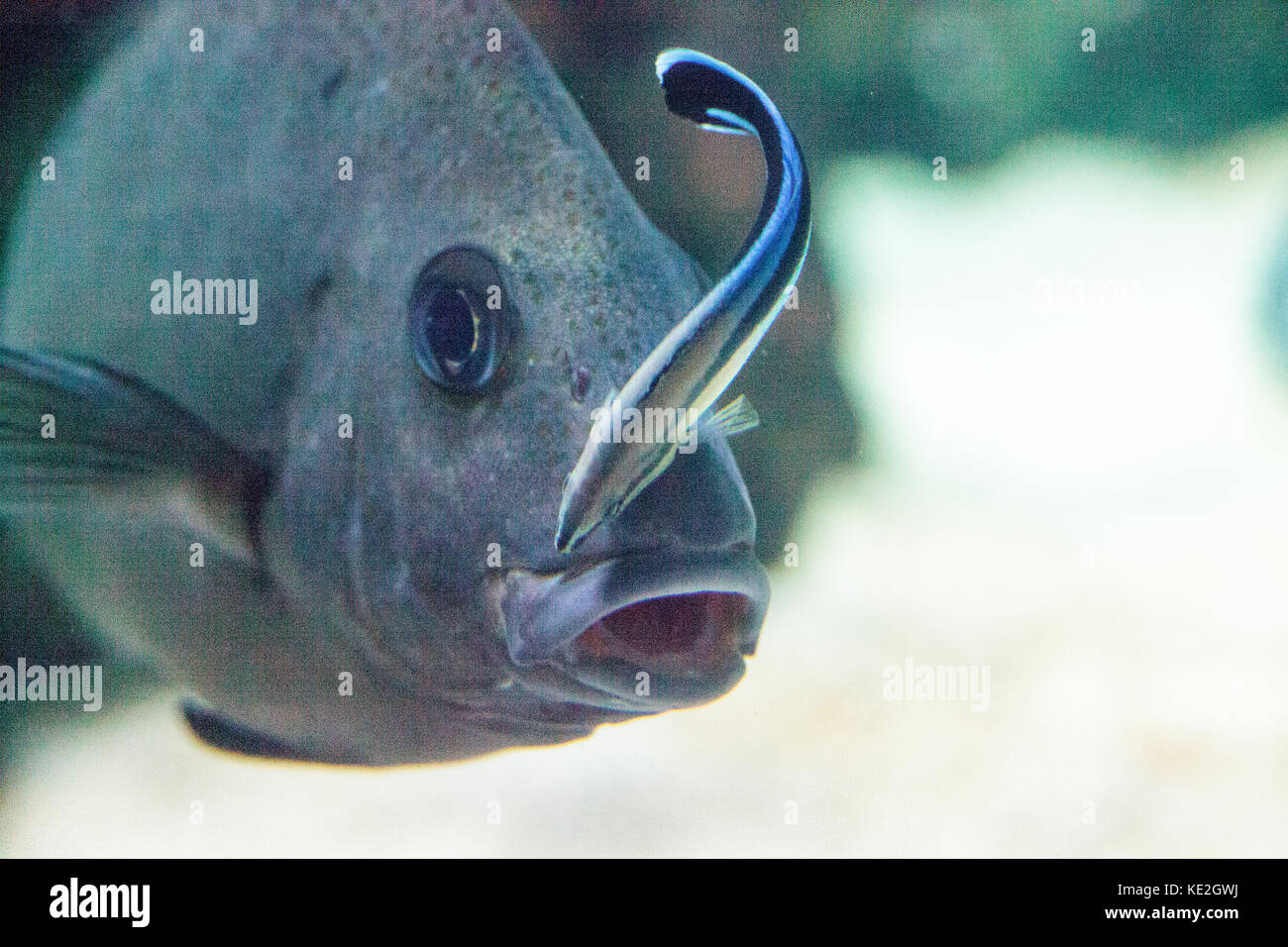 Bluestreak cleaner wrasse Labroides dimidiatus does its job and attends ...