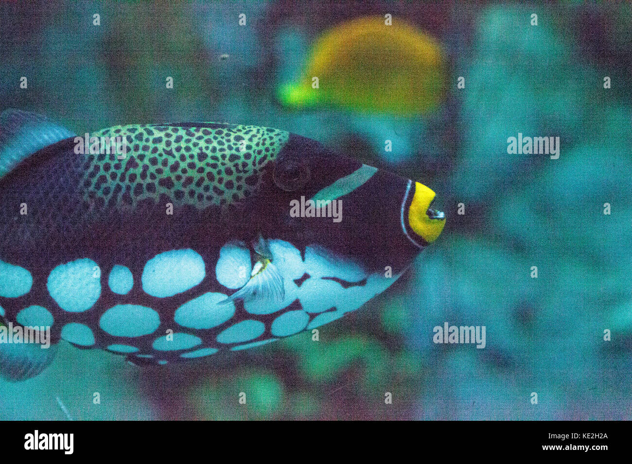 Clown triggerfish Balistoides conspicillum swims over a coral reef ...