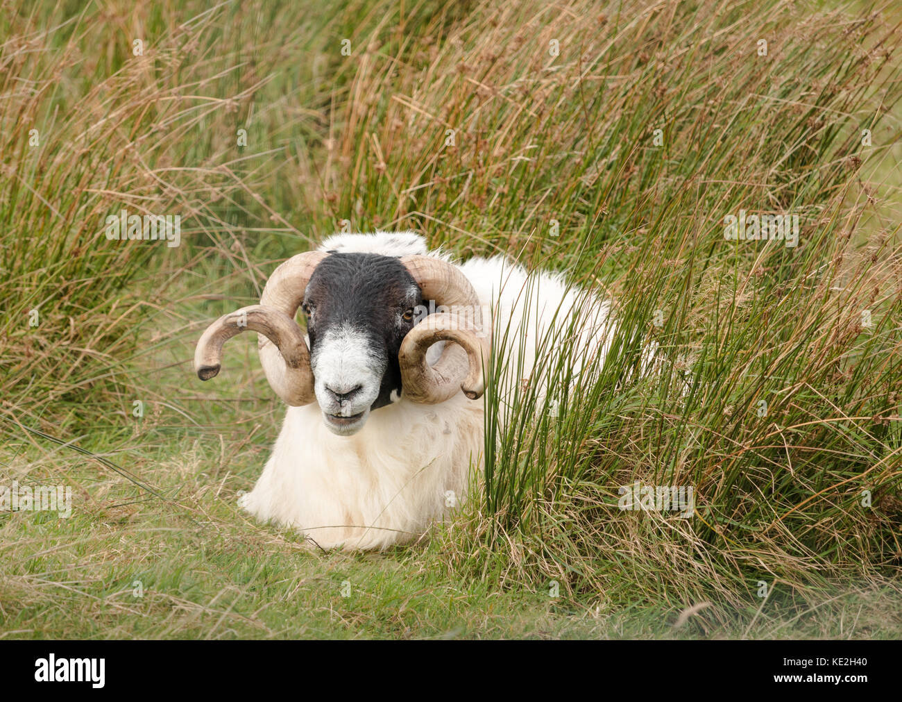 Blackface sheep lying in a grass field in Donegal, Ireland Stock Photo ...