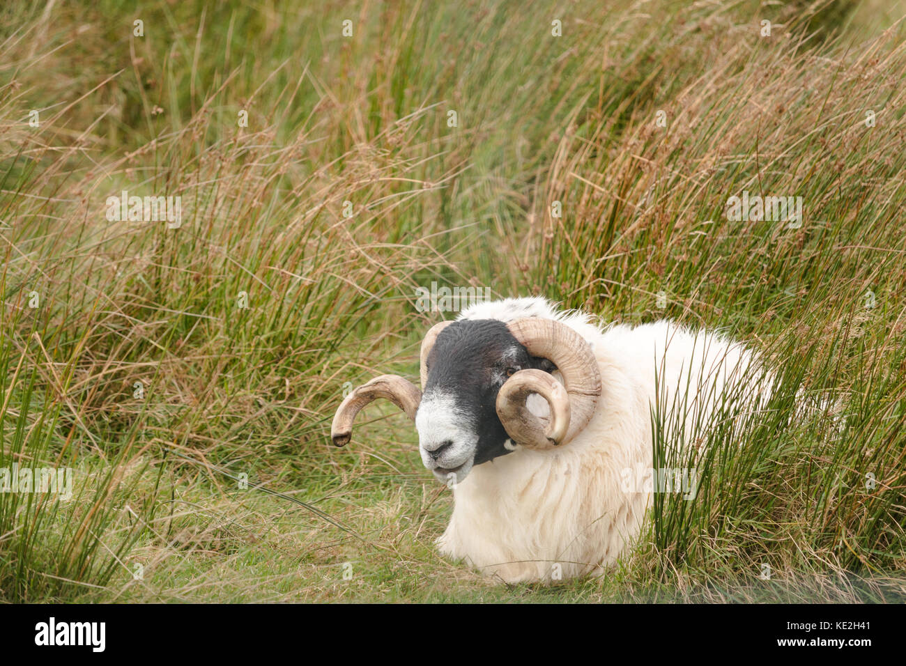 Blackface sheep lying in a grass field in Donegal, Ireland Stock Photo ...