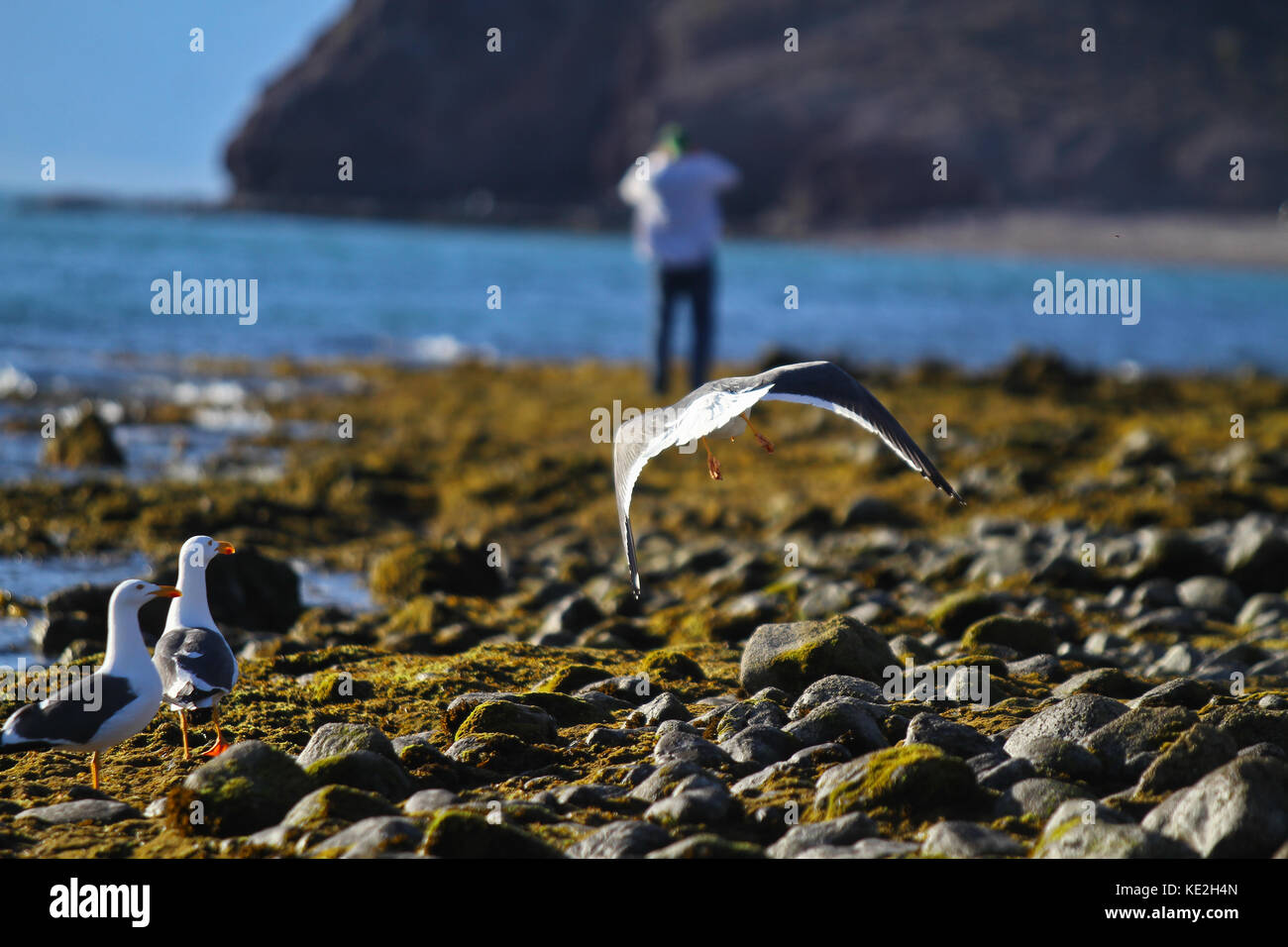 Beach sand on the coast and Sea of ??Cortez.Arena de playa en el ...