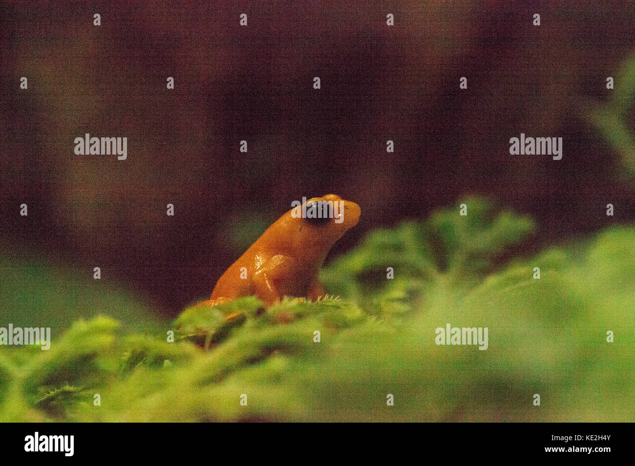 Golden mantella frog mantella aurantica hi-res stock photography and ...