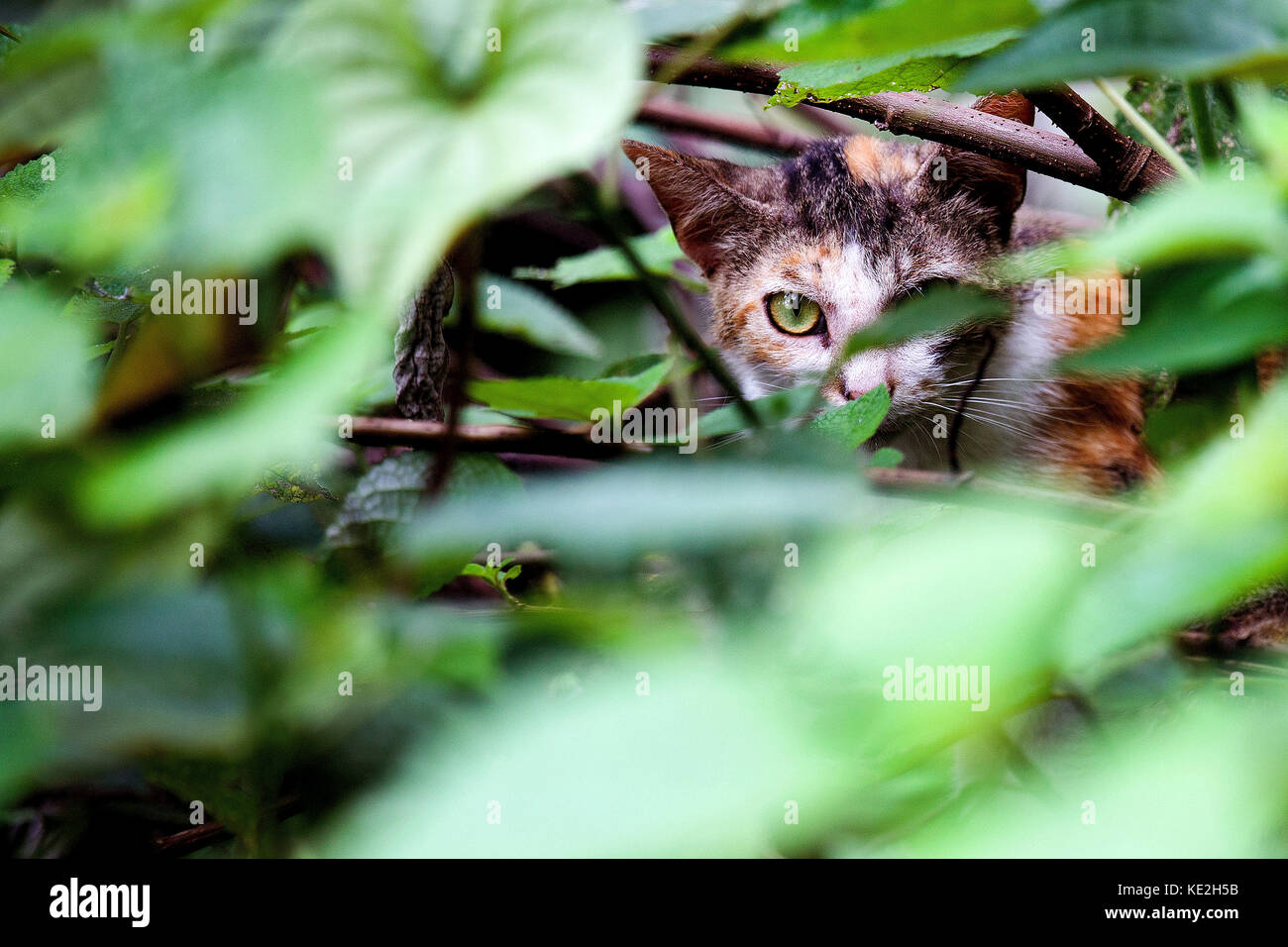 all kind of cats Stock Photo - Alamy