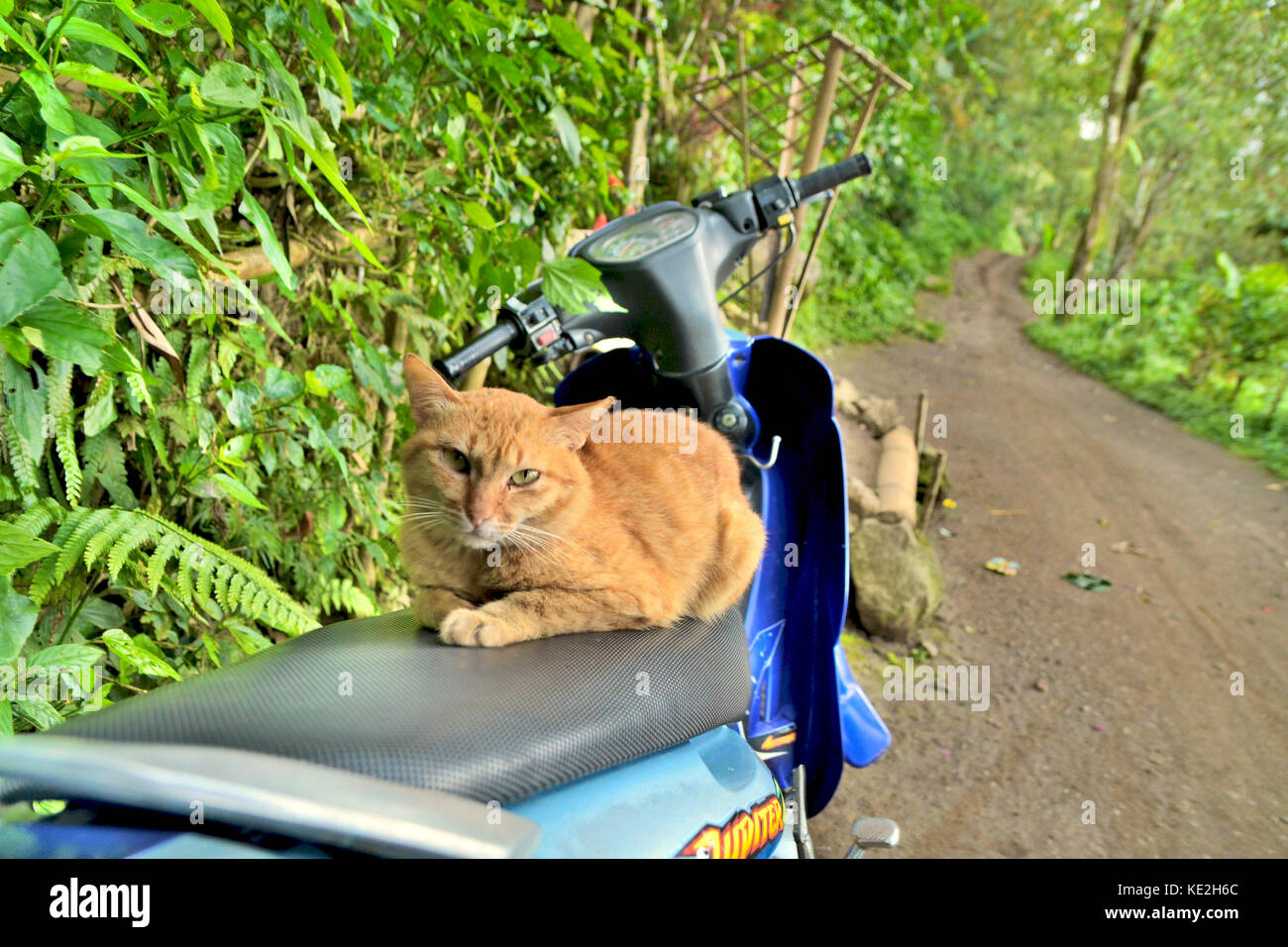 A brown cat relaxes on a motorcycle in the Jungle Stock Photo - Alamy