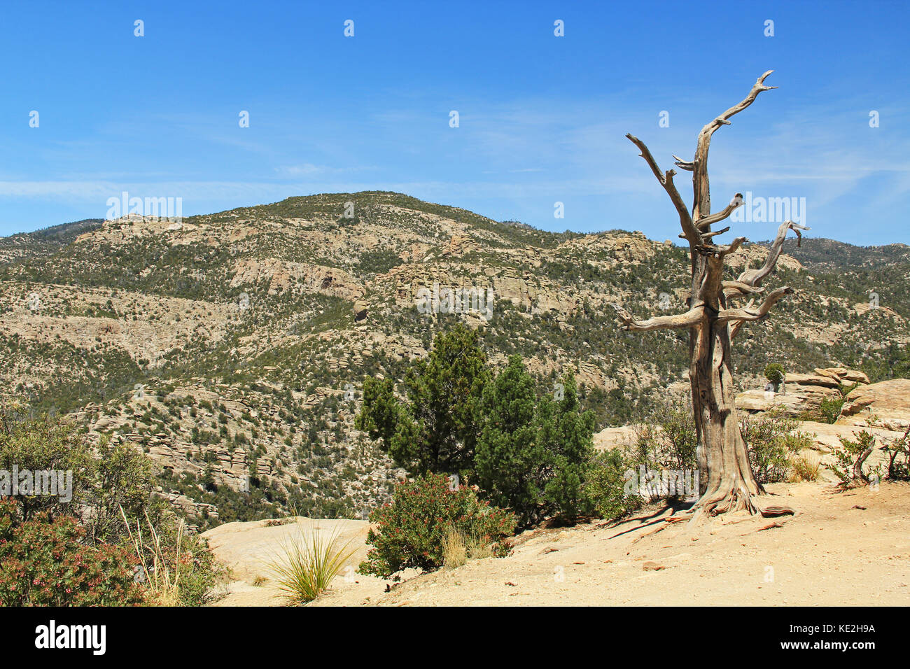 Lemmon tree hi-res stock photography and images - Alamy