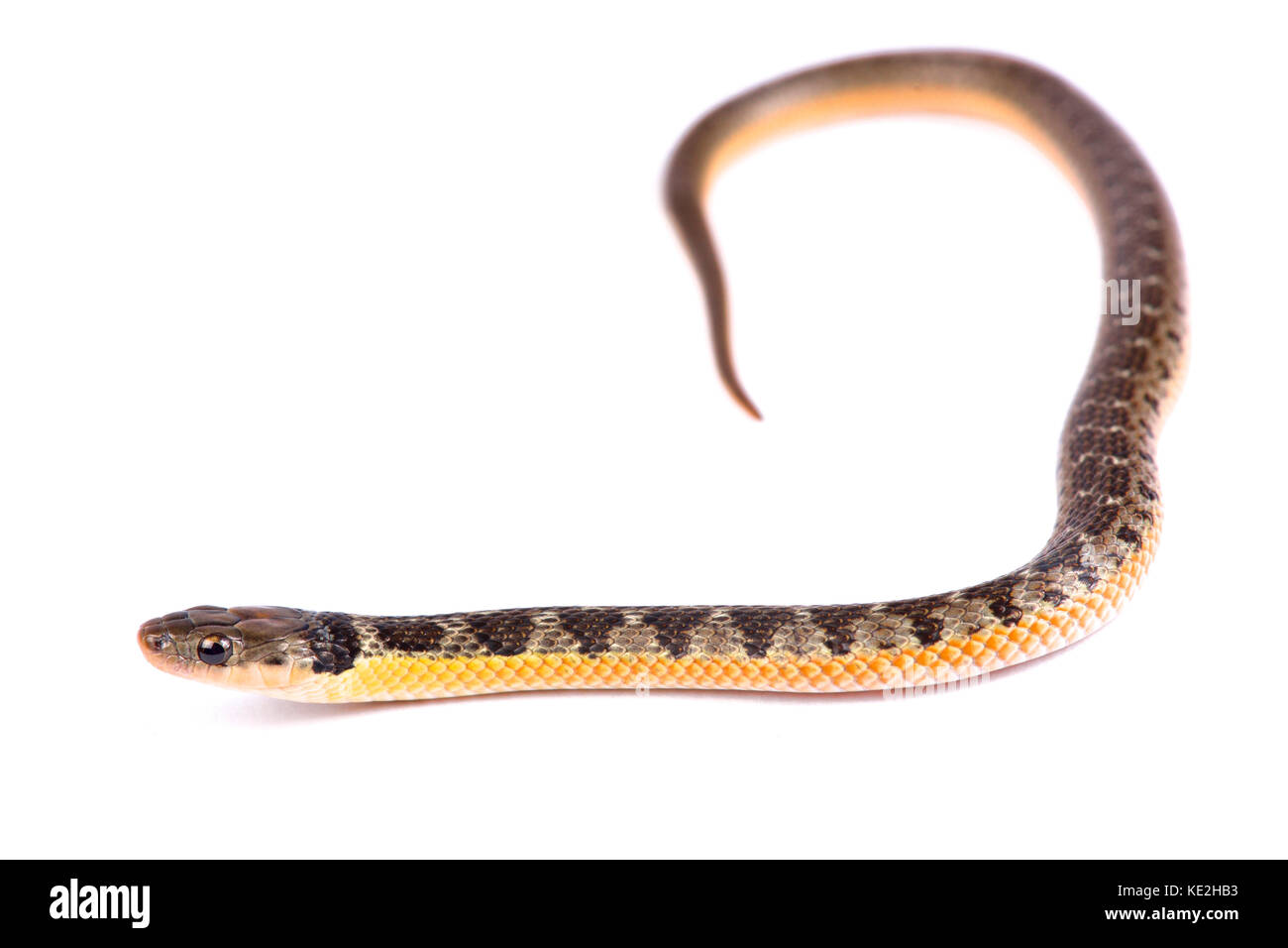 Golden bellied snake, Liophis poecilogyrus Stock Photo - Alamy